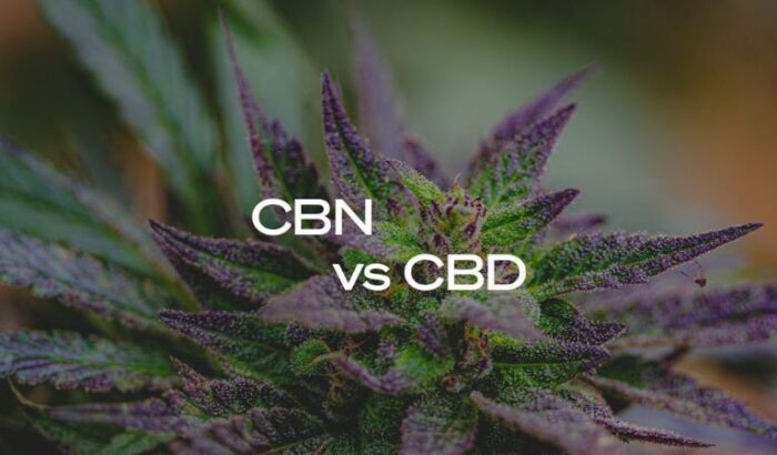 CBN Vs. CBD: What Is The Difference? – Healthy Vibez Corp